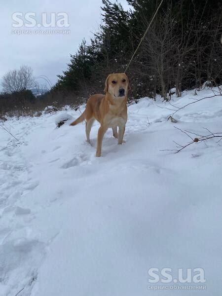 Ss Ua Продам руску гончу сука Почала працювати Ціна 4500 Грн Оголошення