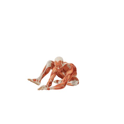 Pose 0000394 Male Sitting Fitness Posemaniacs Royalty Free 3d