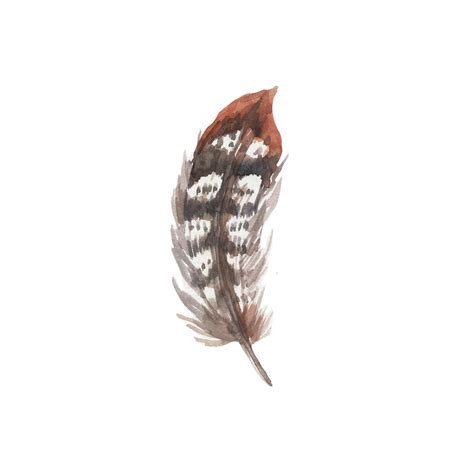 Premium Photo Pheasant Partridge Bird Feathers Watercolor Hand Drawn