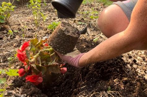 Begonias 101 A Complete Guide To Growing Amazing Begonias Gardening