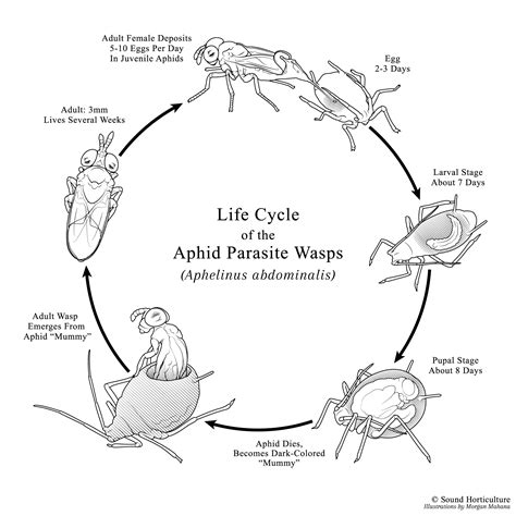 Aphelinus Abdominalis Sound Horticulture