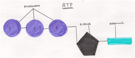 ATP A Level Biology Babe