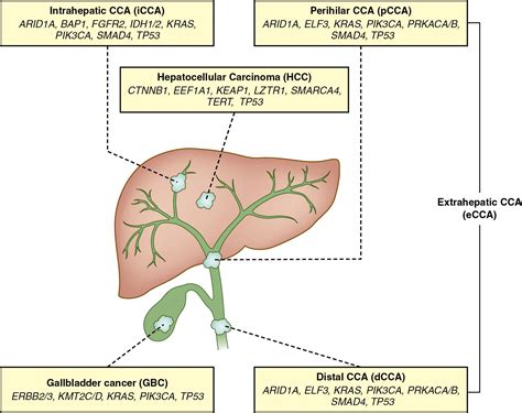 Advances In The Molecular Characterization Of Liver Tumors Clinical Tree