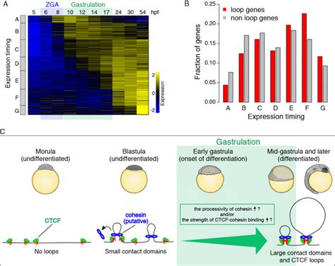 Ctcf Mediated Loops Are Associated With Late Activating Genes A
