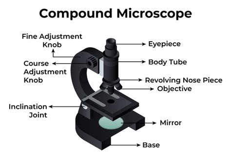 Difference Between Simple And Compound Microscope Geeksforgeeks