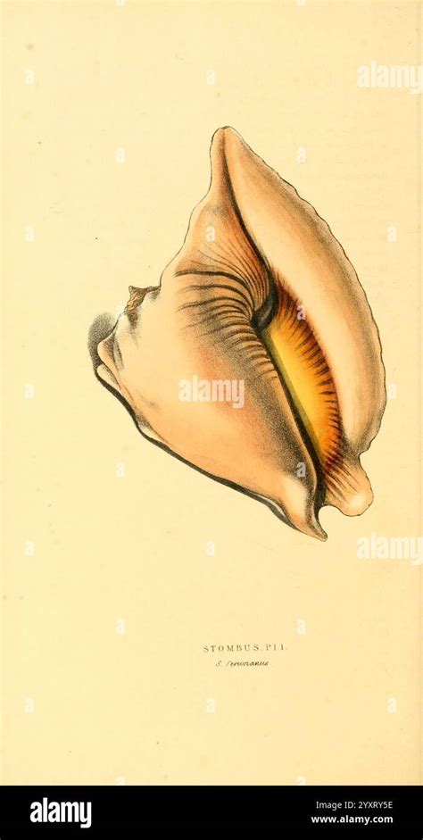 Zoological Illustrations V1 London Baldwin And Cradock 1829 1833