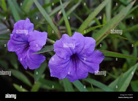 Purple Tropical Flowers Names At Mina Clemmer Blog