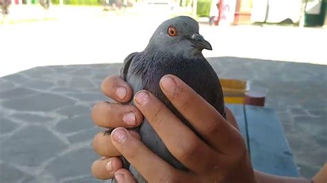 голубь насрал на пацана Youtube