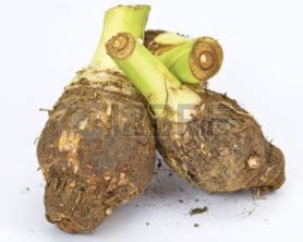 LAB Flashcards Quizlet