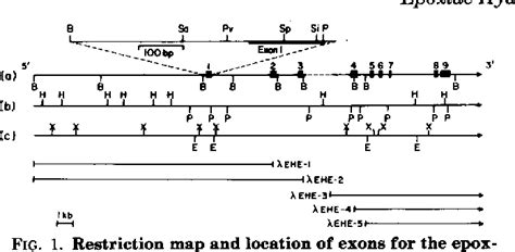 Figure 1 From Structure And Organization Of The Microsomal Xenobiotic Epoxide Hydrolase Gene