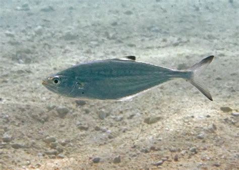 Doublespotted Queenfish Facts Diet Habitat And Pictures On Animaliabio
