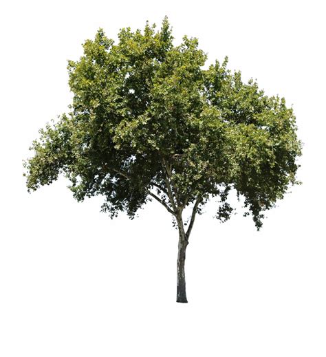 Tree Cutout Png Free Cliparts Download Images On Clipground