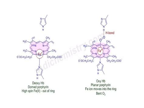 Biological Oxygen Carriers Hemoglobin Hemocyanin Hemerythrene Hill