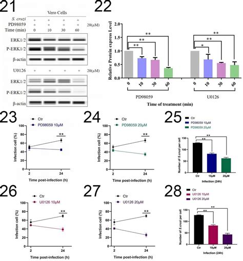 Erk12 Signaling Pathway Is Involved In The Process Of Sarcocystis