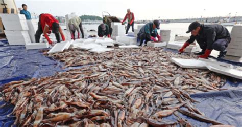 금징어 된 동해안 오징어…어획량 줄고 가격 상승