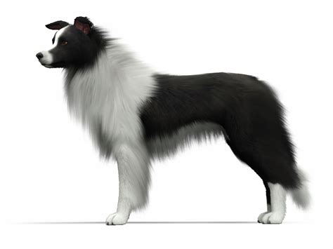 Active Borders Blue Spirits Border Collies