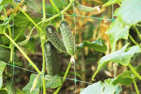 Raspberry Trellis Tips To Grow Them Up High