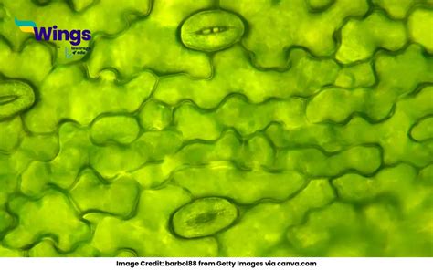 Stomata Microscope Open
