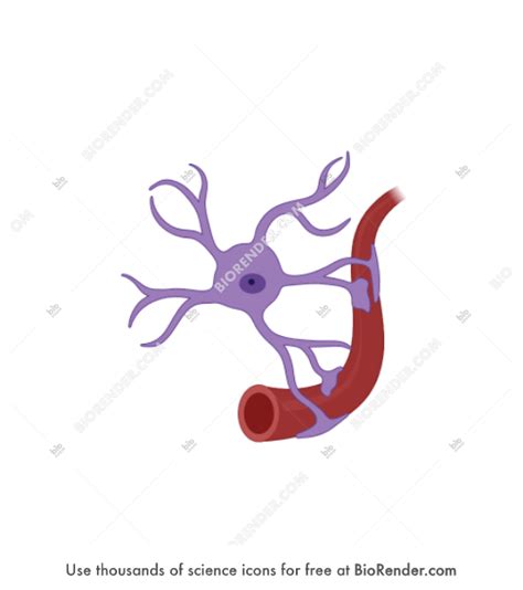 Free Astrocyte With Blood Vessel Reactive Icons Symbols Images BioRender