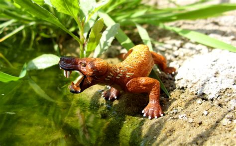 Trochosaurus Alchetron The Free Social Encyclopedia