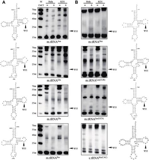 Pseudouridine Sequencing Of Mitochondrial Trnas The Cloverleaf Download Scientific Diagram