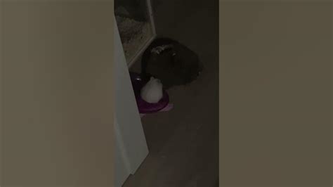 야심한 새벽에 혼자 탈출 한 햄찌 Youtube