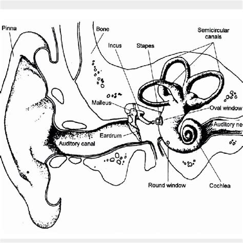 Cross Section Of The Cochlea Showing The Basilar Membrane The