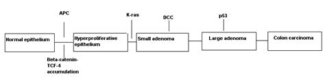 Adenoma Carcinoma Sequence The Development Of Colon Carcinoma From Download Scientific Diagram