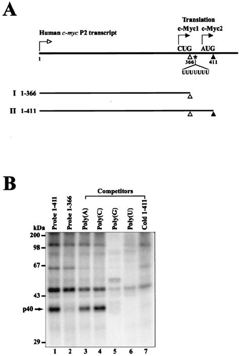 Detection Of Cellular Proteins Interacting With The Human C Myc Ires Download Scientific