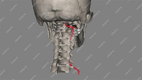 Premium Photo The Vertebral Arteries Run Through The Spinal Column In