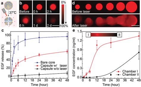 Growth Factor Gradients Generated By 3d Printed Programmable Release Download Scientific