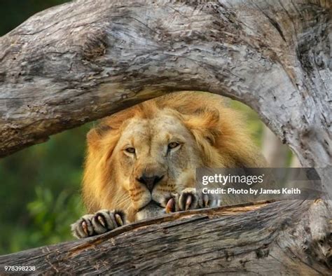 Lion Claw Photos And Premium High Res Pictures Getty Images