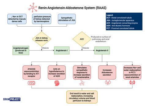 Flow Chart For Isolation And Identification Of Angiotensin I Converting