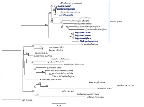The Best Tree Lnl 8160768319 From The Ml Analysis In Raxml Gtrg
