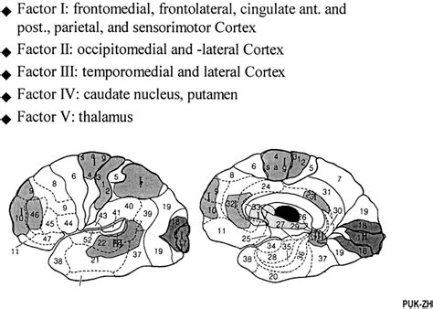 Anatomical Localization Of The Five Cortical Subcortical Area Factors