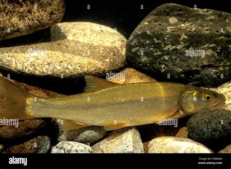 Northern Pike Minnow