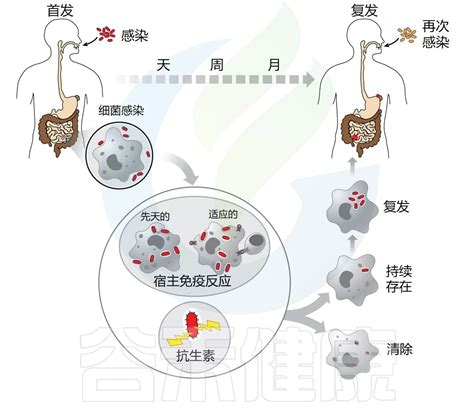 细菌感染后抗生素耐药性如何形成以及预测抗生素对肠道菌群的影响 谷禾健康