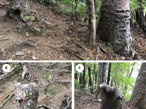Leave No Dead Tree Behind How Neighboring Root Systems Sustain A Seemingly Dead Tree Stump