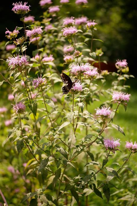 Bergamot Flower Tea
