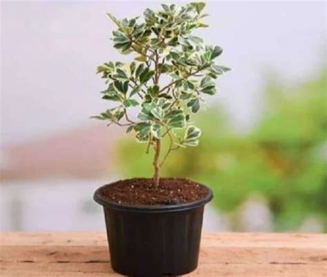 Well Watered Ficus Triangularis Plant For Garden At ₹ 130piece In Lucknow