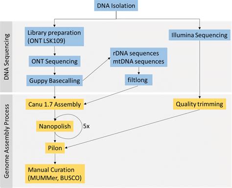 Genome Assembly Workflow Total Dna Was Isolated Followed By Library Download Scientific