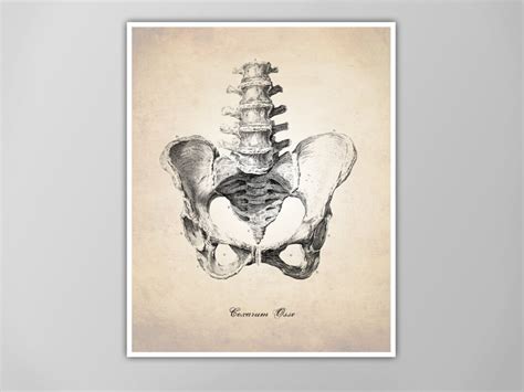Human Pelvic Bone Anatomy Art Print Pelvis Skeleton Bones