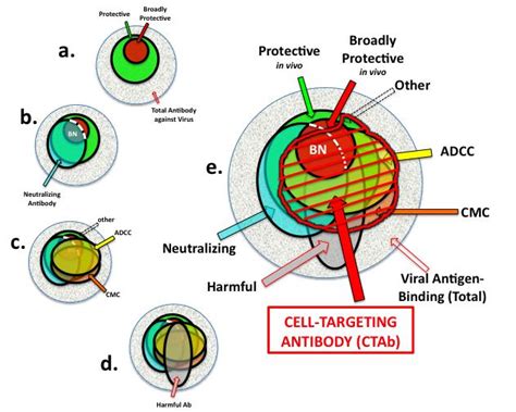 Euler Diagram Of Ctab In The Context Of Functional Antibodies To An Download Scientific Diagram