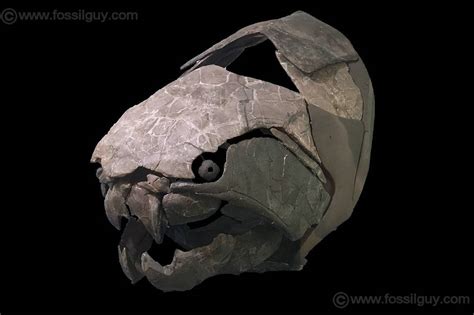 Dunkleosteus Your Guide To The Giant Armored Placoderm