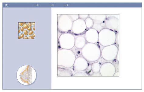 bio 201 lab 2 connective tissues diagram quizlet