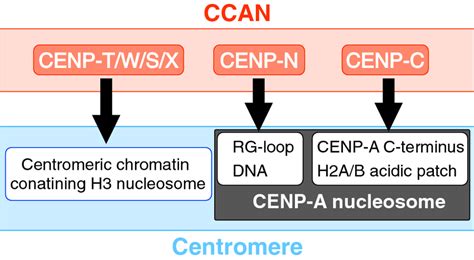 Ccan Centromere Interaction Interfaces Cenp T Interacts With