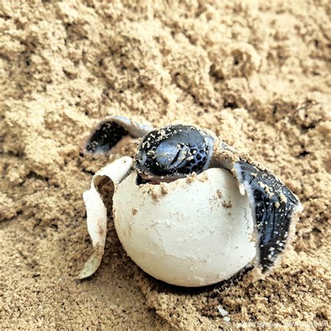 Wwf Australia Friday Fun Fact 🤓 Did You Know The Sex Of A Sea Turtle Is Determined By The