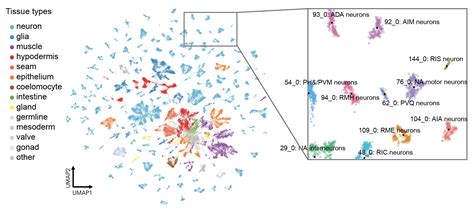 C Elegans Aging Atlas Calico Research