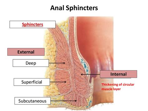 Analcanal Anatomy Aspects Of Surgery Well Described Pdf