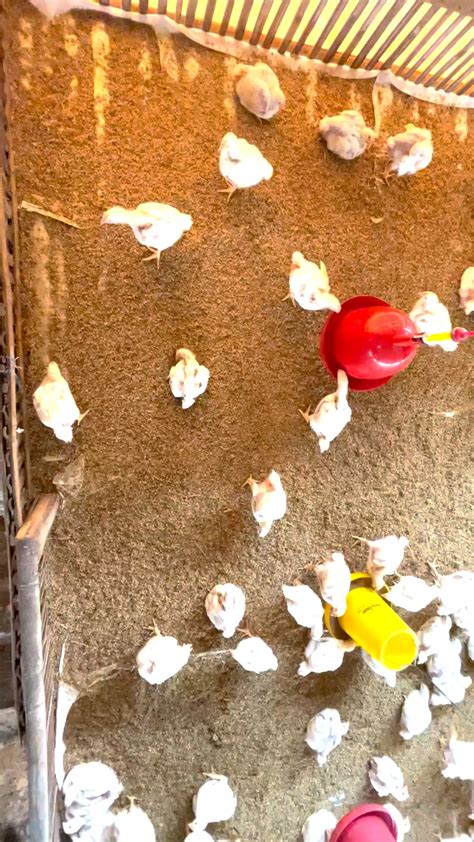 Chicken Health Roboflow Universe